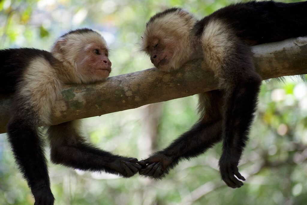 Stronger stress response in monkeys helps them survive – Social Sciences